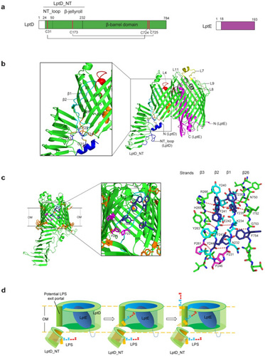 上海科技党建-细菌脂多糖转运组装膜蛋白复合体结构解析取得重要成果