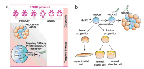 上海科技党建-曾艺/邵志敏团队发现乳腺癌治疗新靶点