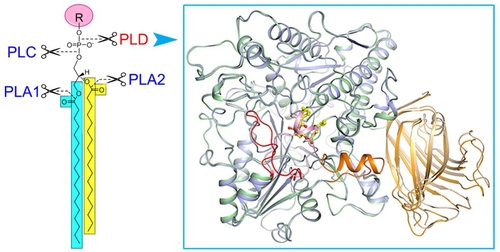 上海科技党建-张鹏研究组揭示真核生物磷脂酶D的结构与机制