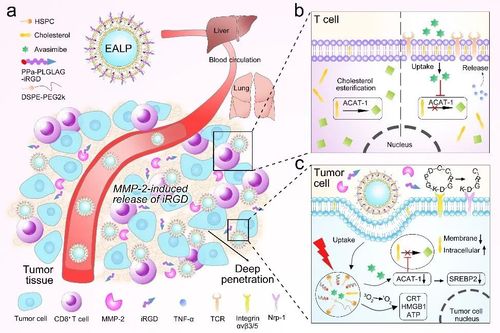上海科技党建-胆固醇代谢调控纳米粒改善肿瘤光动力-免疫治疗效果