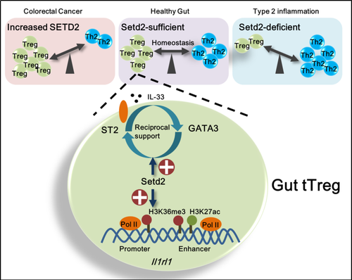 上海科技党建-营养与健康所邱菊研究组合作发现Setd2调控调节性T细胞抑制肠道炎症的机制
