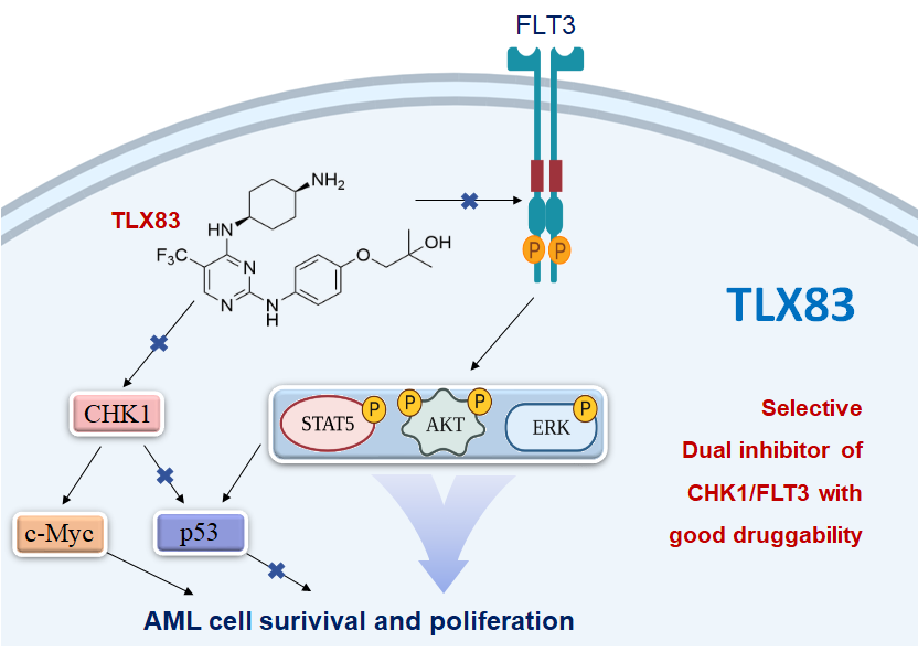 上海科技党建-CHK1/FLT3双靶向抑制剂的概念验证与候选药物发现