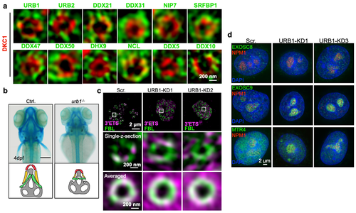 上海科技党建-分子细胞卓越创新中心陈玲玲组发现核仁新结构调控核糖体RNA末端加工重要机制