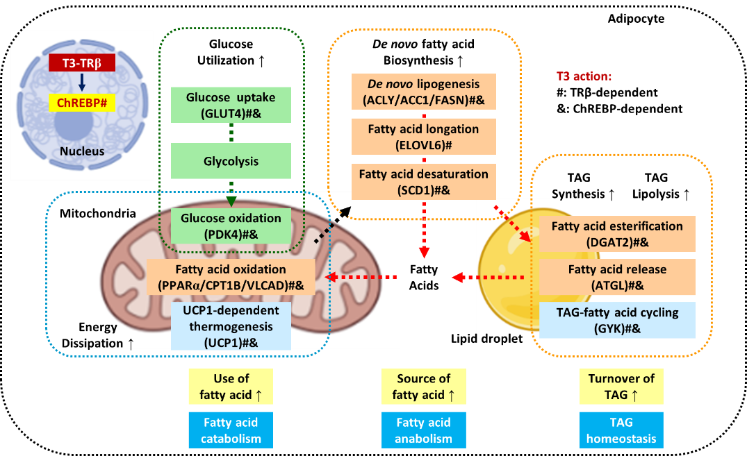 上海科技党建-中科院上海营养与健康所应浩研究组揭示甲状腺激素通过脂肪细胞β受体调控胞内糖脂代谢和全身代谢稳态的机制