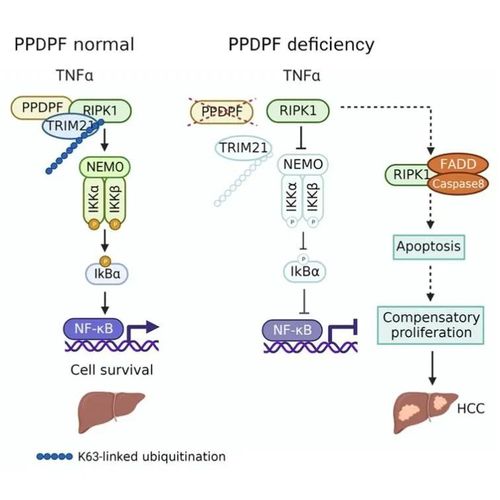 上海科技党建-中科院上海营养与健康所谢东研究组揭示PPDPF调控肝癌的新机制