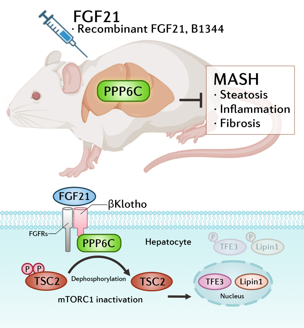 上海科技党建-中国科学院上海营养与健康所李于研究组发现FGF21激活PPP6C治疗肝纤维化与代谢功能障碍相关脂肪性肝炎