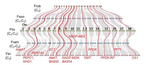 上海科技党建-中国科学院分子植物科学卓越创新中心朱新广研究组合作发现ERF转录因子在C4光合演化中发挥关键作用