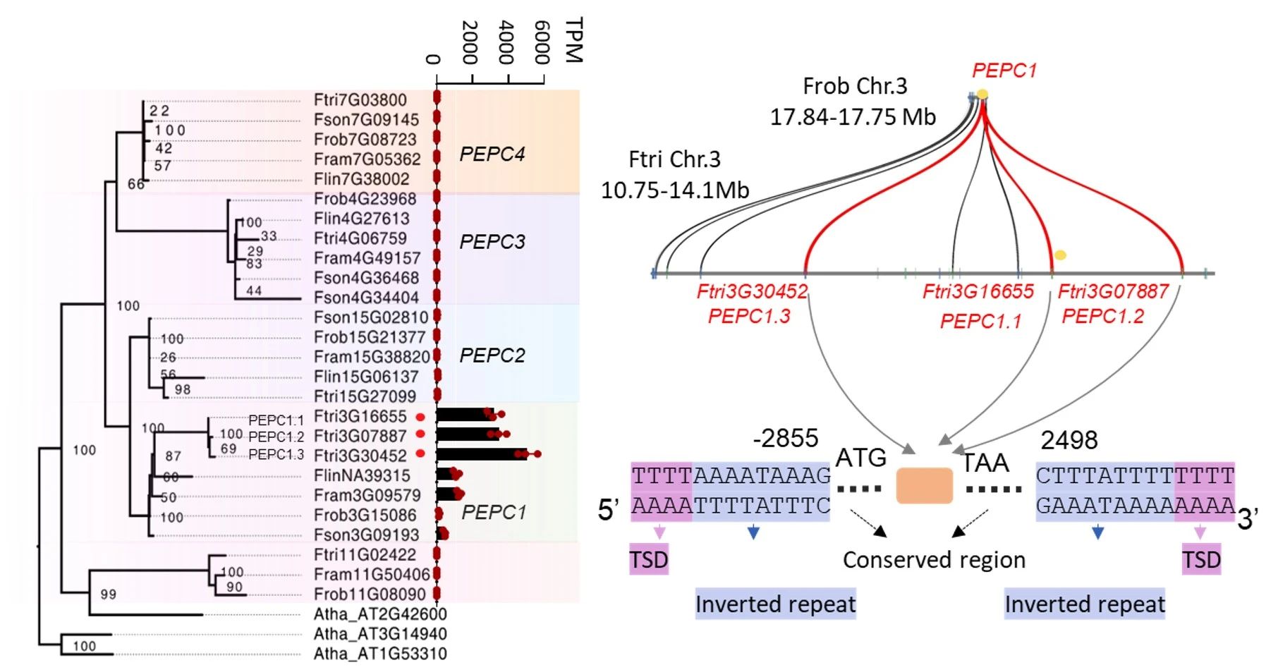 上海科技党建-中国科学院分子植物科学卓越创新中心朱新广研究组合作发现ERF转录因子在C4光合演化中发挥关键作用